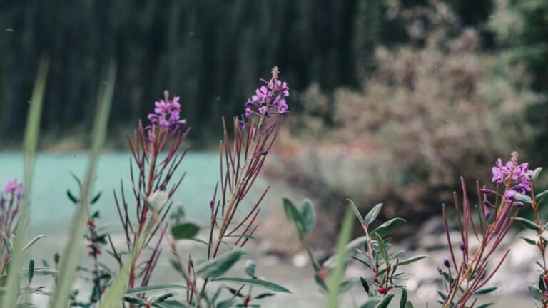 25 nature conversation questions - ESL Vault