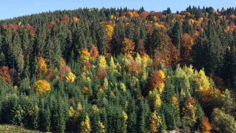 25 Conversation questions about fall and autumn - ESL Vault