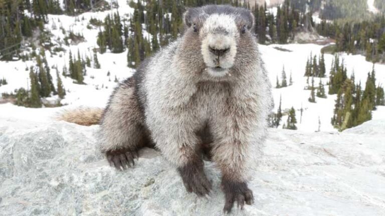 25 Crisp conversation questions about snow - ESL Vault