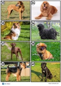 Free printable 40 dog breeds game - ESL Vault