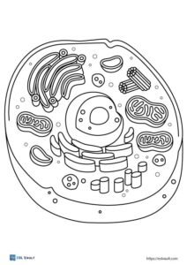 9 Free animal cell coloring pages (PDF) - ESL Vault