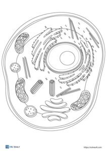 9 Free animal cell coloring pages (PDF) - ESL Vault