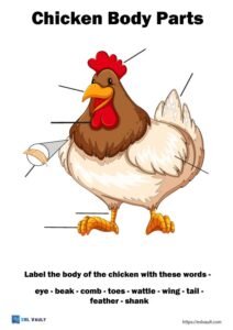 11 Free animal anatomy worksheets (PDF) - ESL Vault