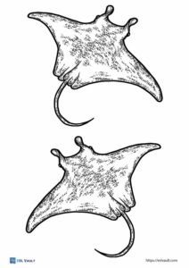 18 Free stingray templates and outlines - ESL Vault