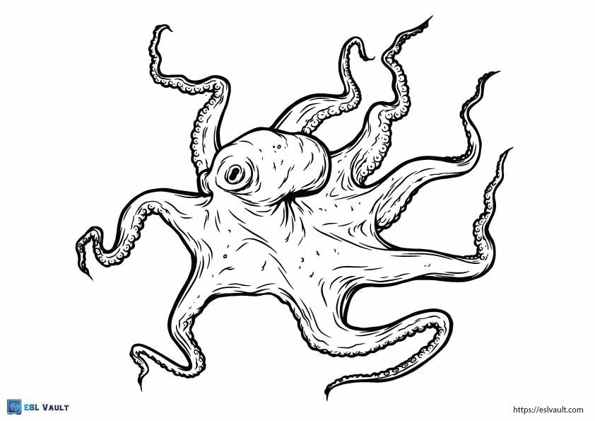 Free octopus outlines and templates (16 PDFs) - ESL Vault