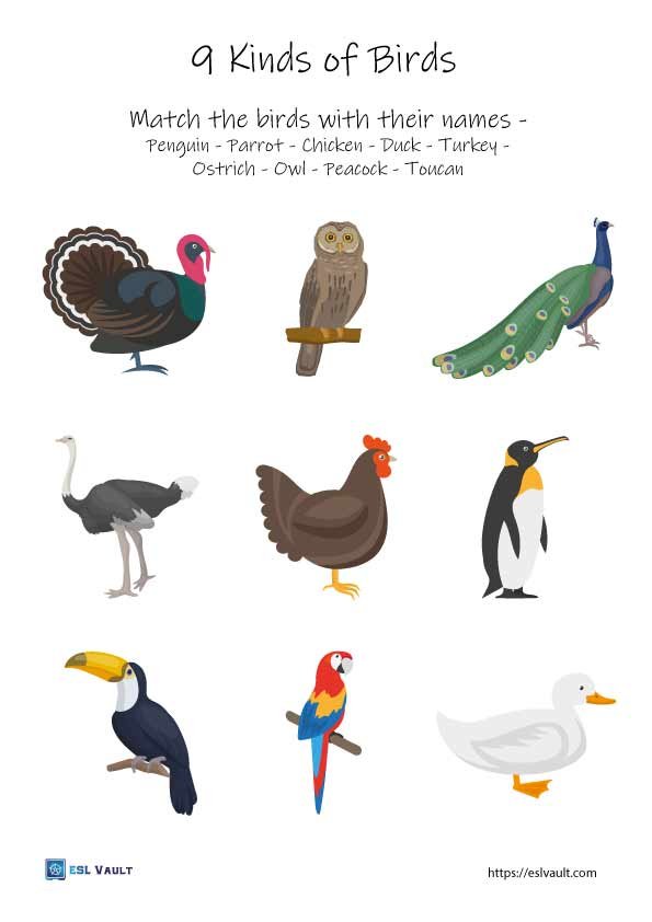 Birds worksheets - ESL vocabulary matching - ESL Vault