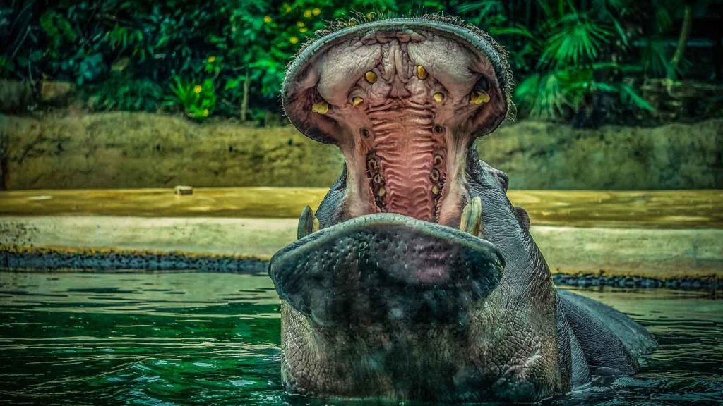 25 zoo conversation questions - ESL Vault