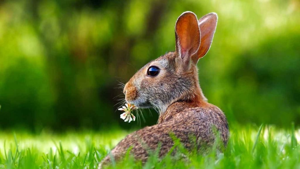 Big list of animal similes - ESL Vault