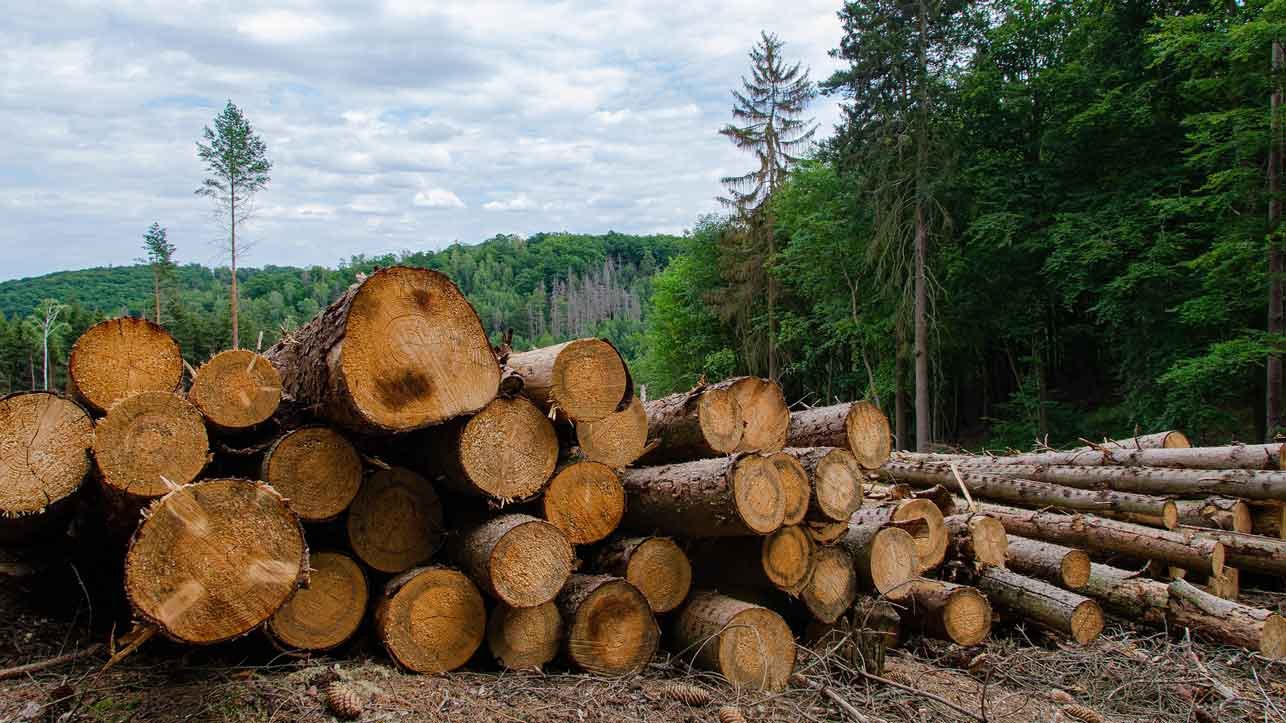 25 logging conversation questions - ESL Vault