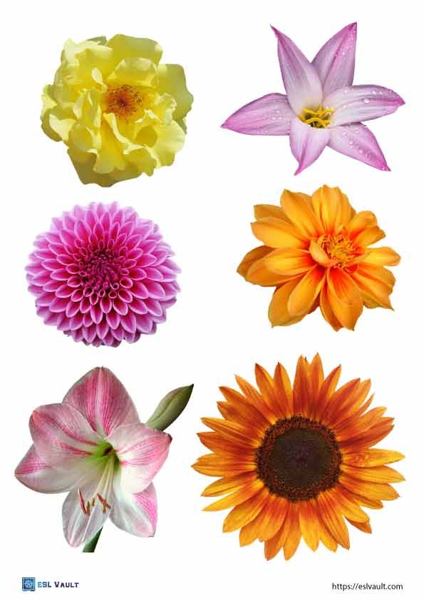 28 Free Printable Flowers To Cut Out ESL Vault