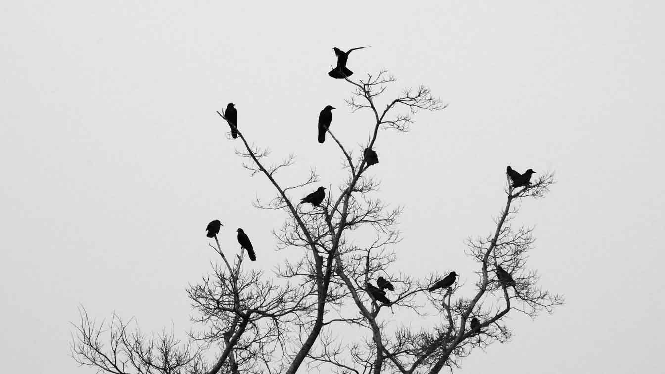 Eating crow meaning - ESL Vault