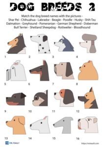 9 dog breeds worksheet