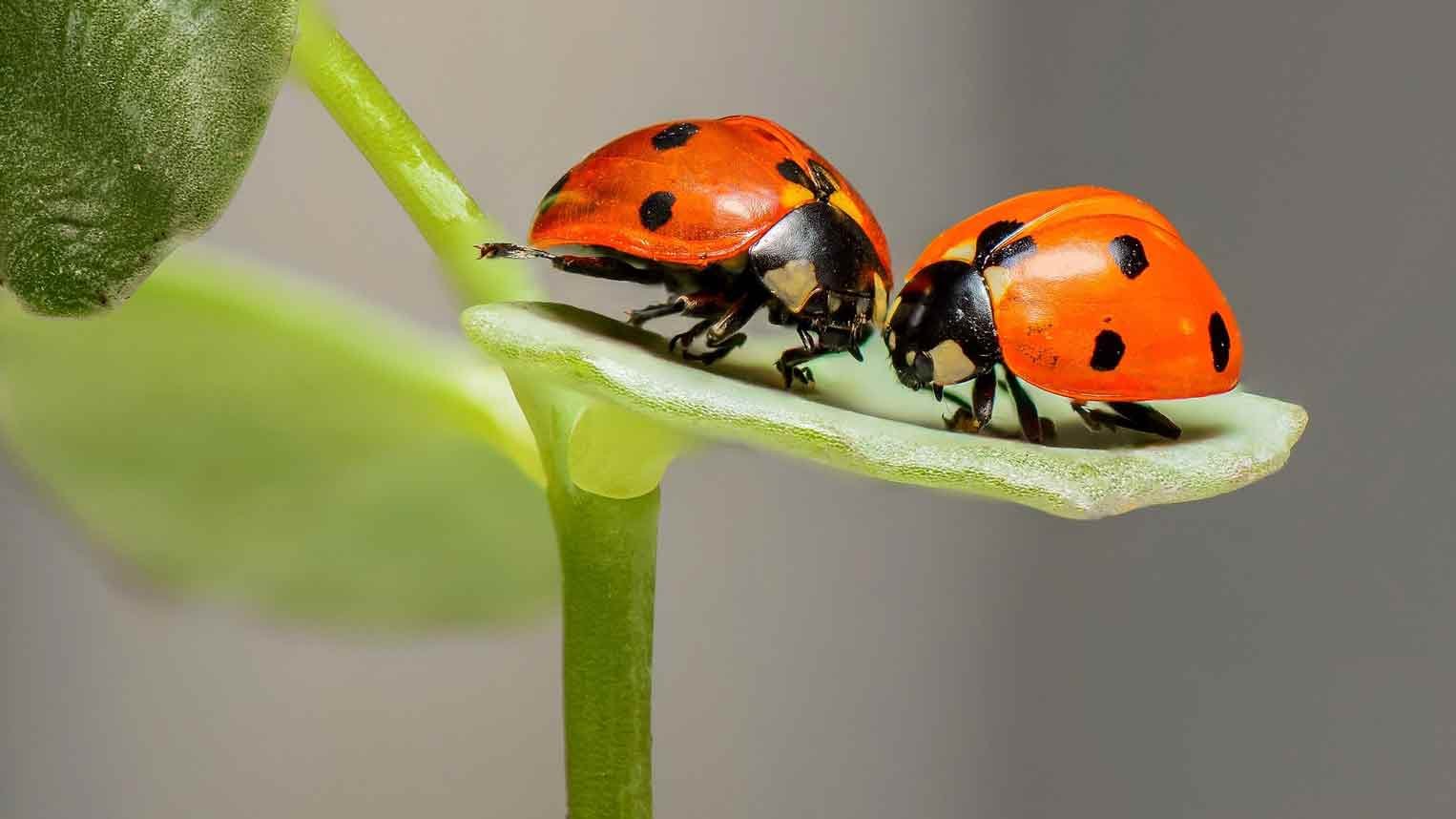 50 Insects conversation questions - ESL Vault