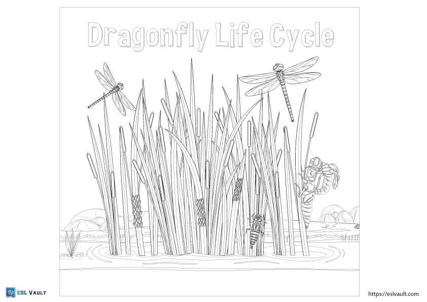 14 beautiful dragonfly coloring pages - ESL Vault