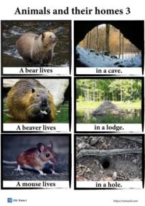 42 free animals and their homes pictures - ESL Vault