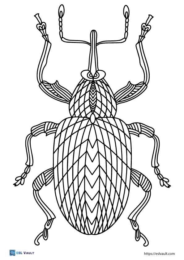 16 free beetle coloring pages (PDF) - ESL Vault