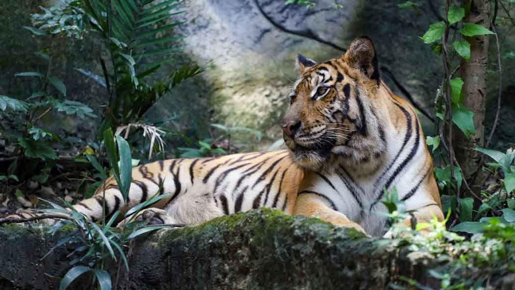 25 tiger conversation questions - ESL Vault