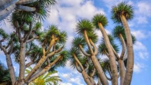 25 interesting trees conversation questions - ESL Vault