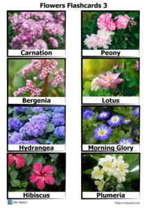 32 free PDF flowers flashcards - ESL Vault