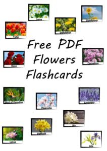 32 free PDF flowers flashcards - ESL Vault