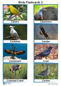 64 free printable PDF birds flashcards - ESL Vault