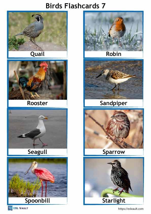 64 free printable PDF birds flashcards - ESL Vault