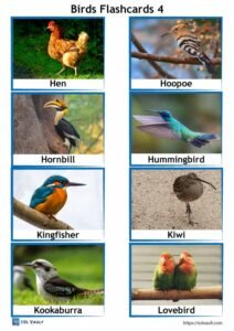 64 free printable PDF birds flashcards - ESL Vault