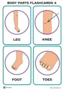 32 free body parts flashcards - ESL Vault