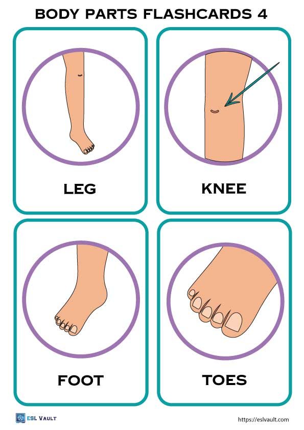 32 free body parts flashcards - ESL Vault