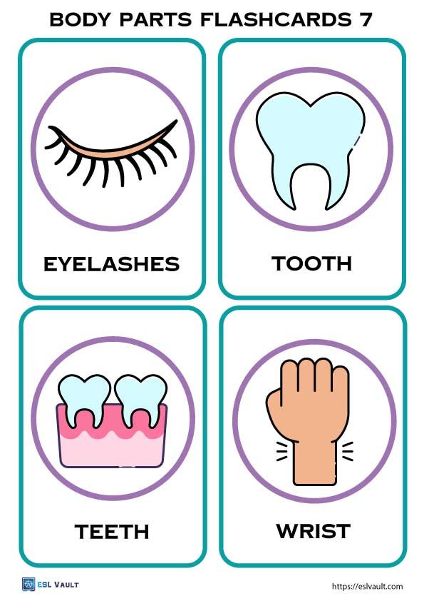 32 free body parts flashcards - ESL Vault