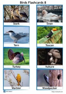 64 free printable PDF birds flashcards - ESL Vault