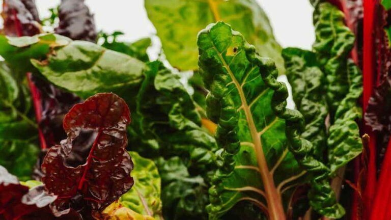 25 tasty vegetables conversation questions - ESL Vault