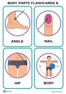 32 free body parts flashcards - ESL Vault