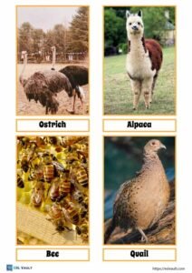 24 free printable farm animals flashcards (PDF) - ESL Vault
