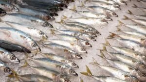 25 fish discussion questions - ESL Vault