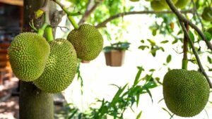 25 delicious fruit conversation questions - ESL Vault