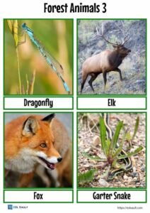 36 Free forest animals flashcards (PDF) - ESL Vault