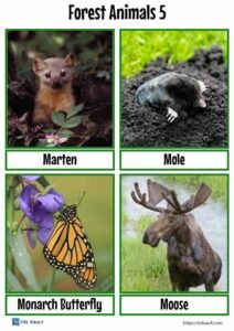 36 Free forest animals flashcards (PDF) - ESL Vault