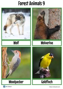 36 Free forest animals flashcards (PDF) - ESL Vault