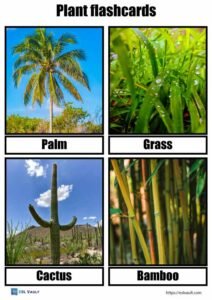 44 Free plant flashcards (PDF) - ESL Vault