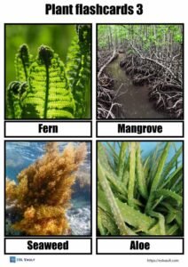 44 Free plant flashcards (PDF) - ESL Vault