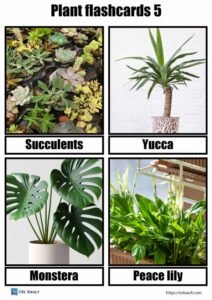 44 Free plant flashcards (PDF) - ESL Vault