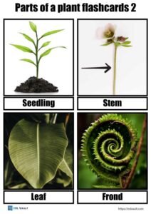 44 Free plant flashcards (PDF) - ESL Vault