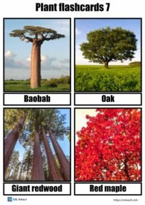 44 Free plant flashcards (PDF) - ESL Vault