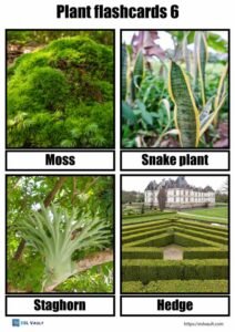 44 Free plant flashcards (PDF) - ESL Vault