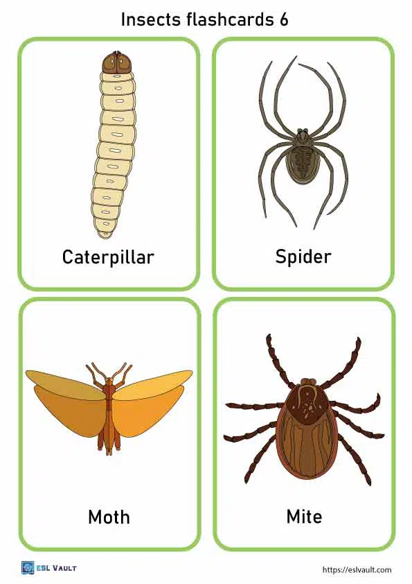 24 free printable PDF insects flashcards - ESL Vault